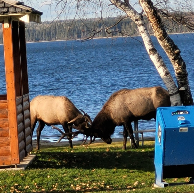 Waskesiu Lake - SaskLakes